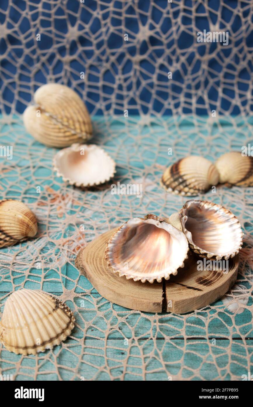 Sea shell concept Stock Photo - Alamy