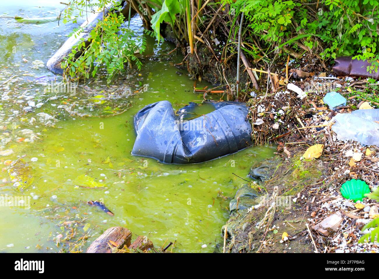 Plastic garbage on the river bank, dirty green blooming water in lake ...
