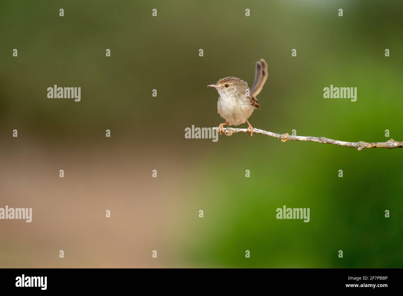 Female House Sparrow (Passer domesticus biblicus) perched on a branch ...