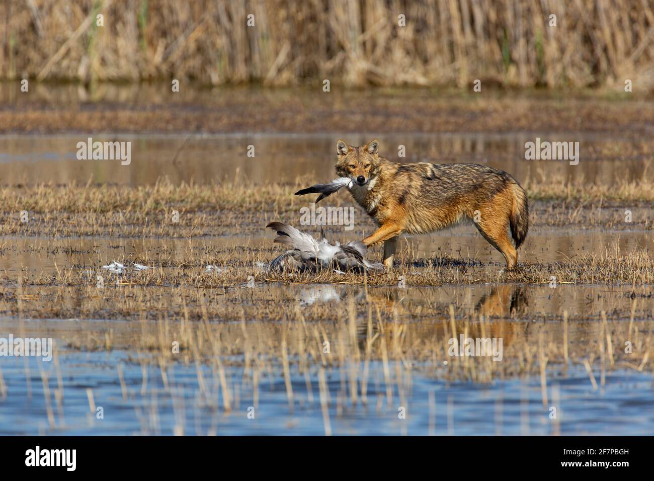 Mammal life cycle hi-res stock photography and images - Alamy