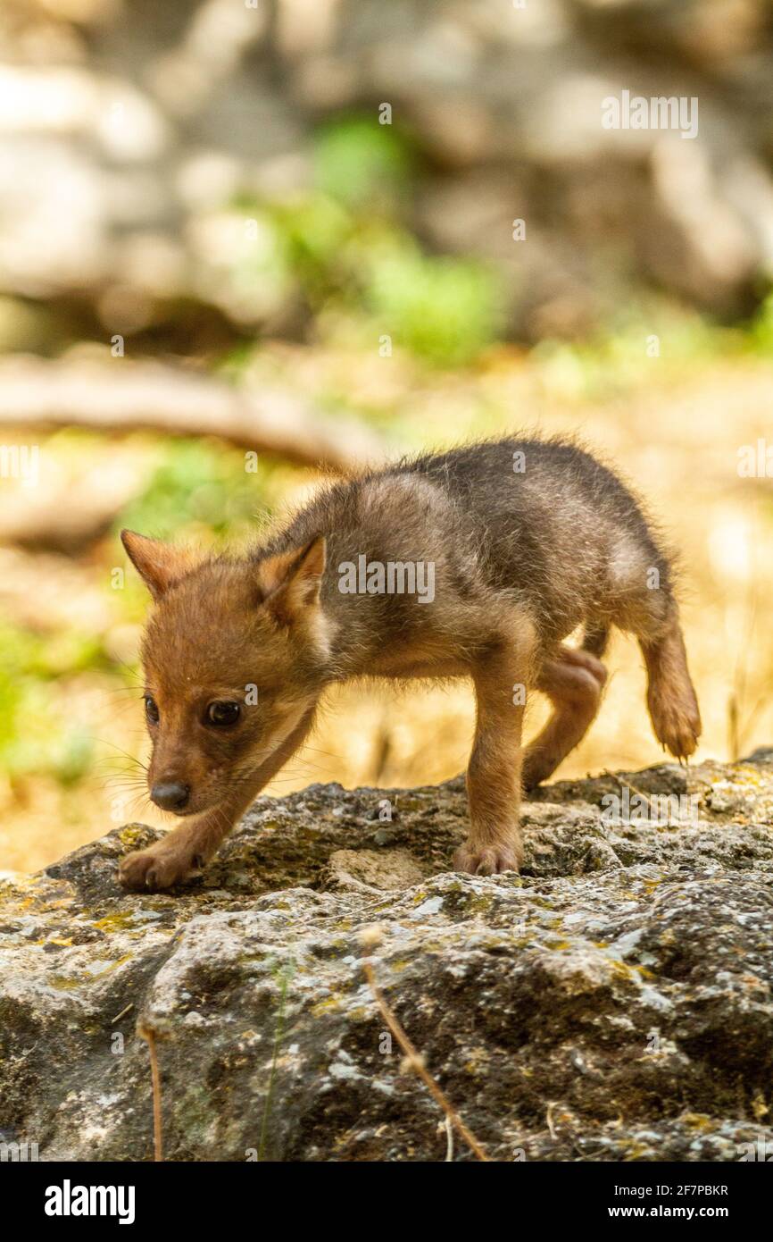 Curious Cubs of a Golden Jackal (Canis aureus), also called the Asiatic ...