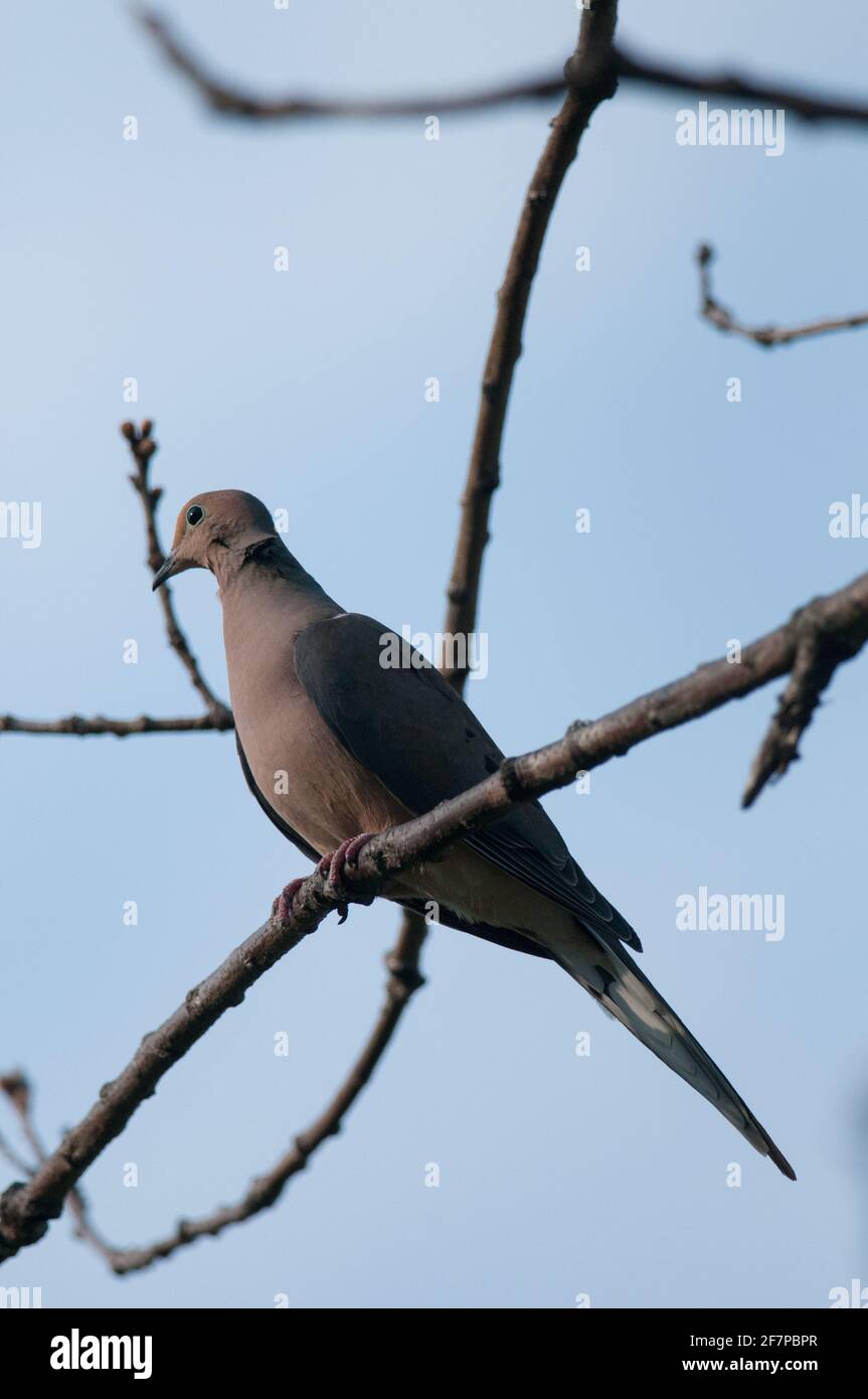 Mourning dove perched hi-res stock photography and images - Alamy