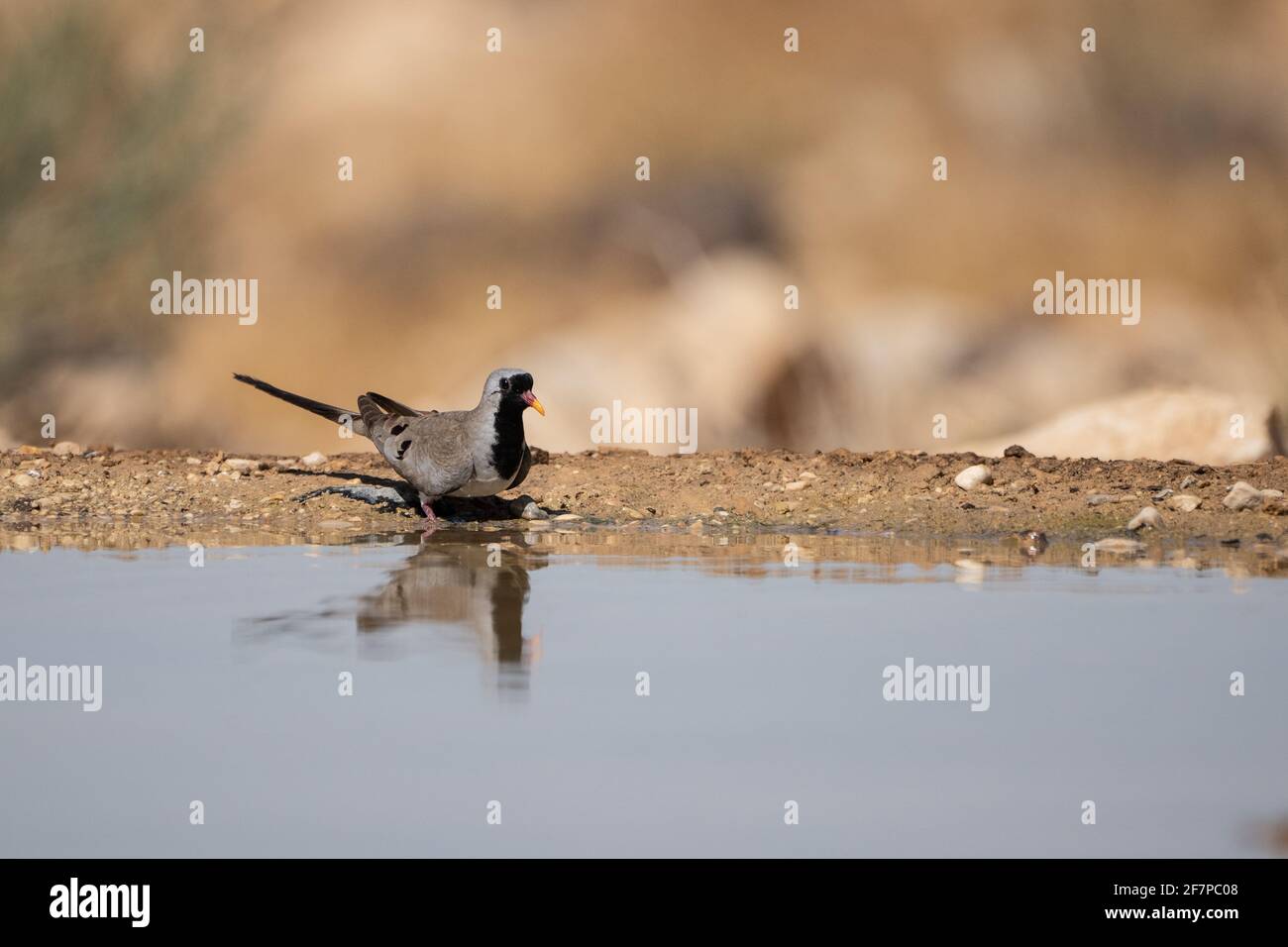 Male Namaqua dove (Oena capensis) The males have yellow and red beaks ...