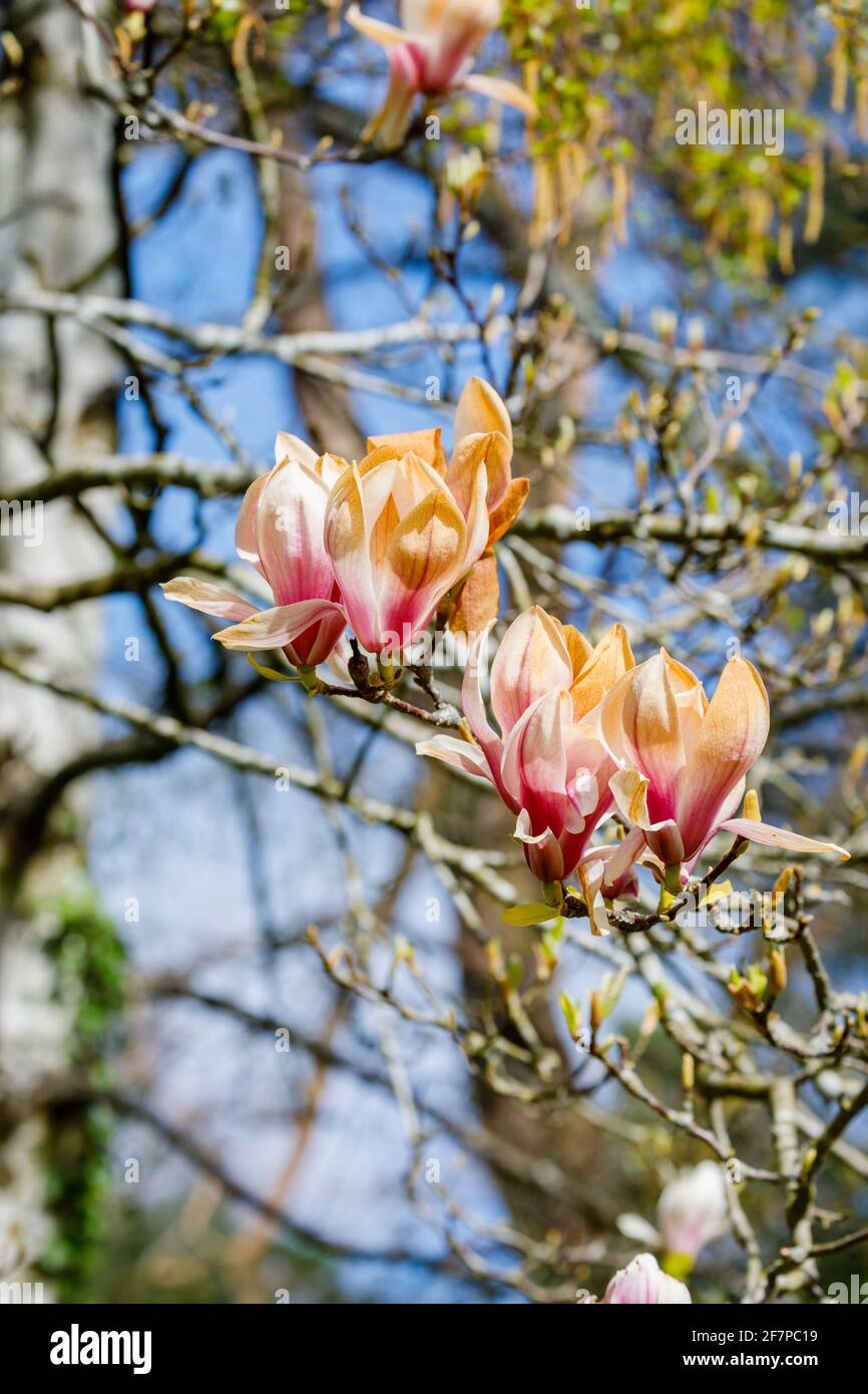 Pink And White Magnolia Flower