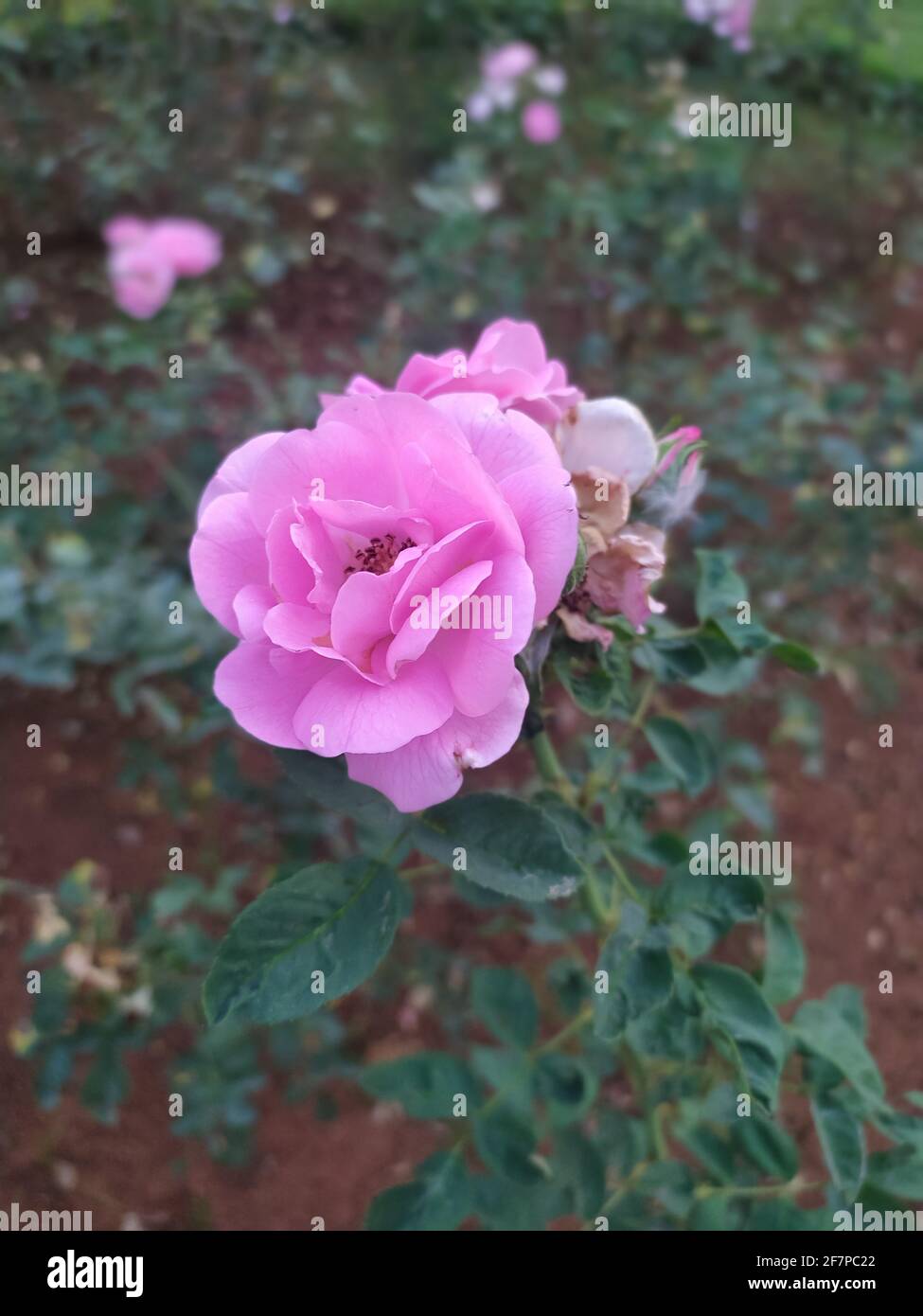 Nice rose flower hi-res stock photography and images - Alamy