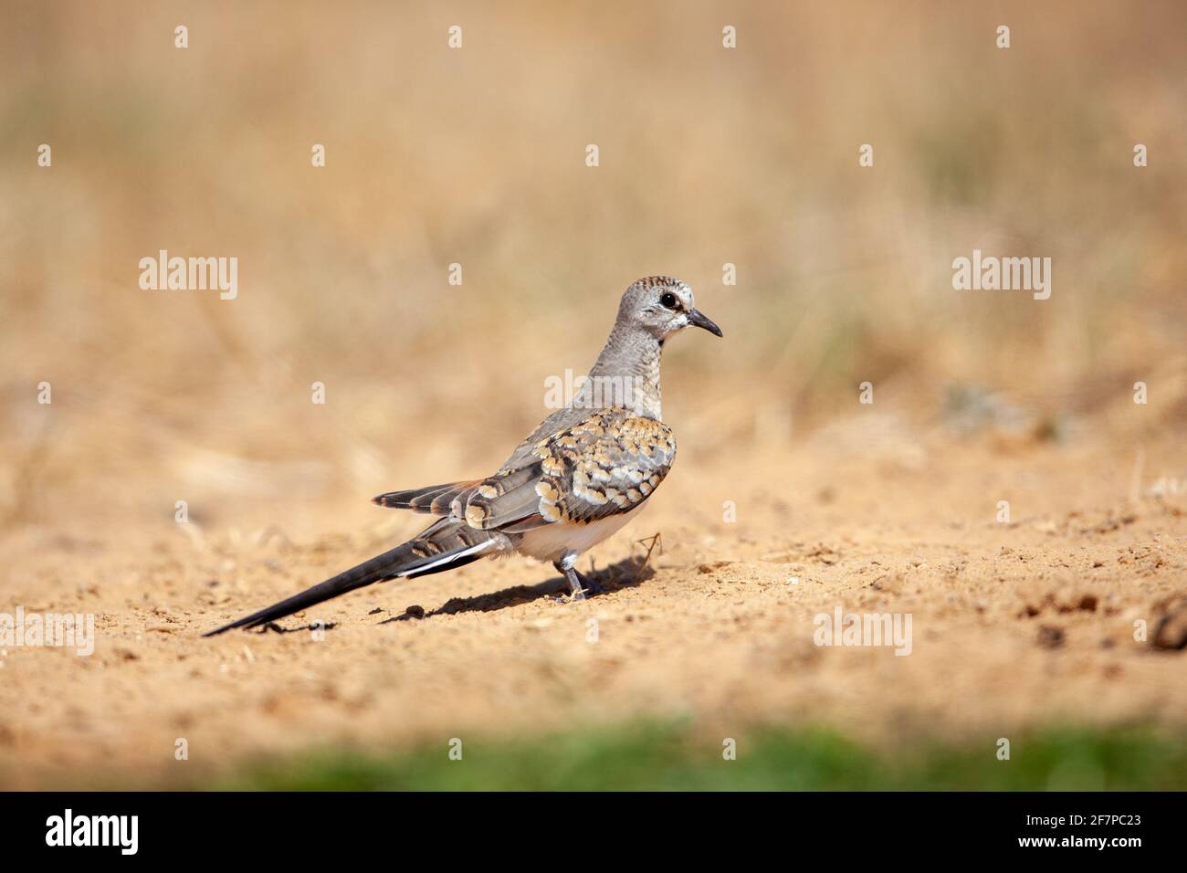 Female Namaqua dove (Oena capensis) The males have yellow and red beaks ...