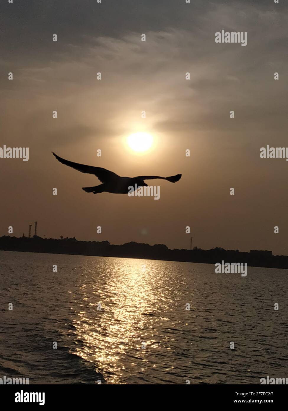 Flying bird in sunset hi-res stock photography and images - Alamy