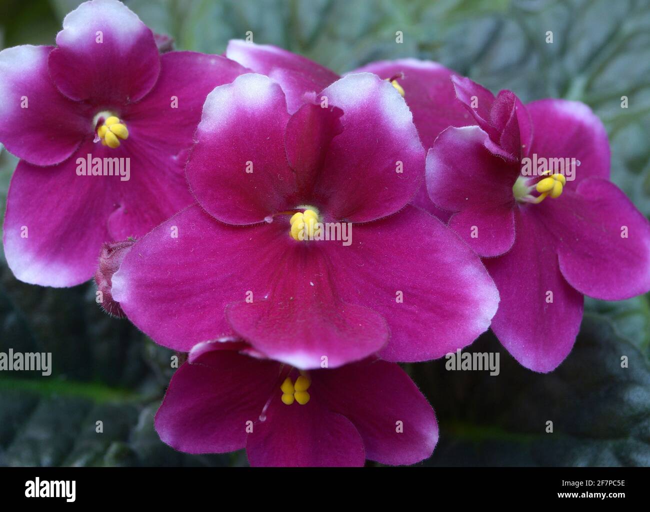 Violets close hi-res stock photography and images - Alamy