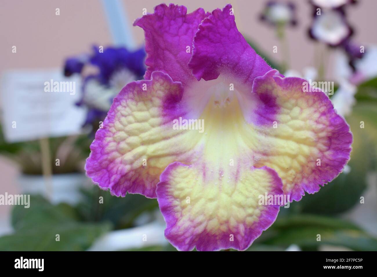 Close-up of purple violets blossom on a blurred background Stock Photo ...