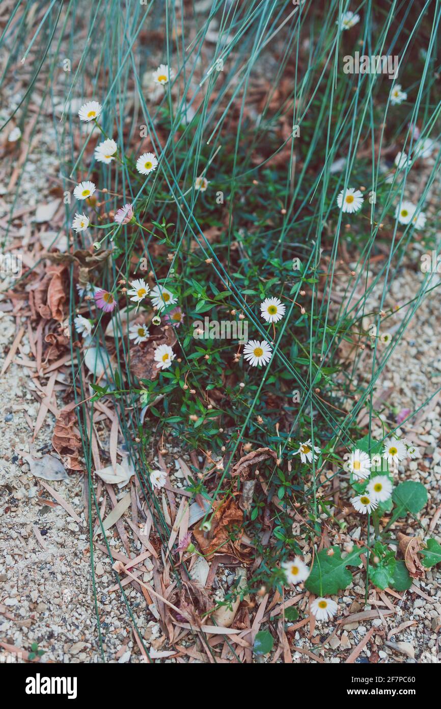 native Australian Brachyscome daisy plant outdoor in sunny backyard ...