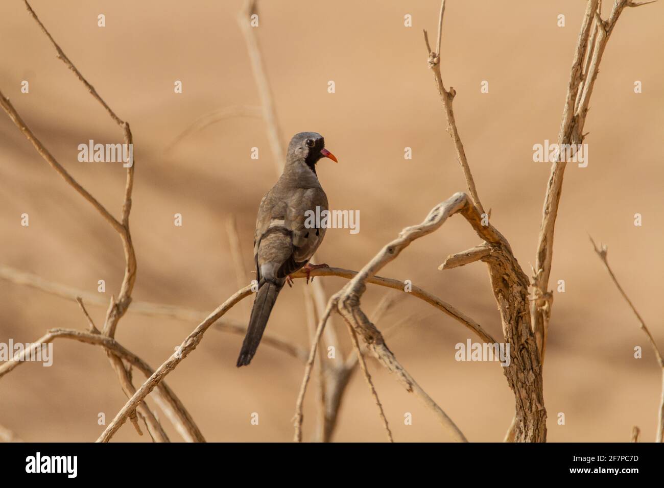 Male Namaqua dove (Oena capensis) The males have yellow and red beaks ...