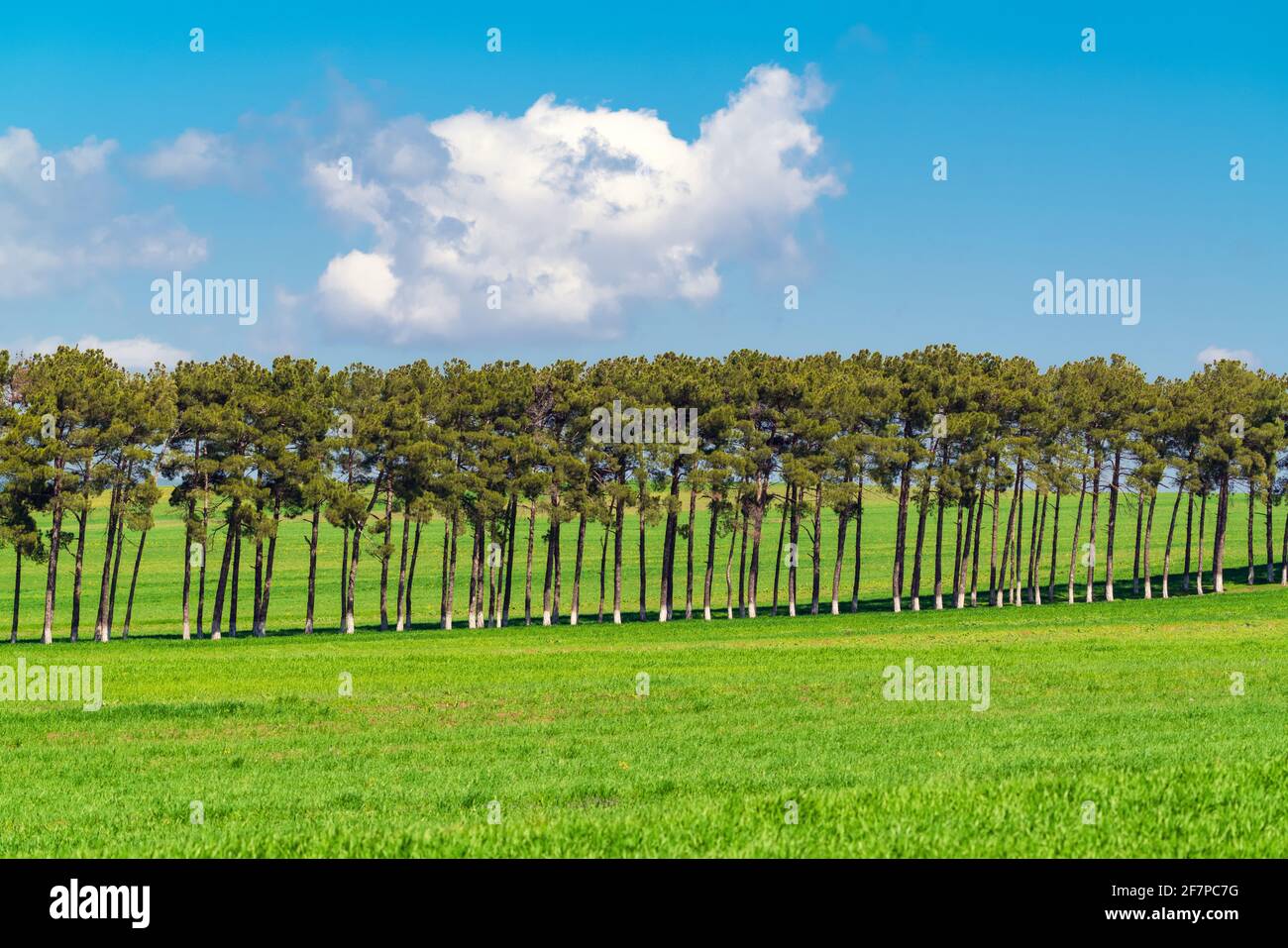 Pine plantings in green farm fields Stock Photo - Alamy