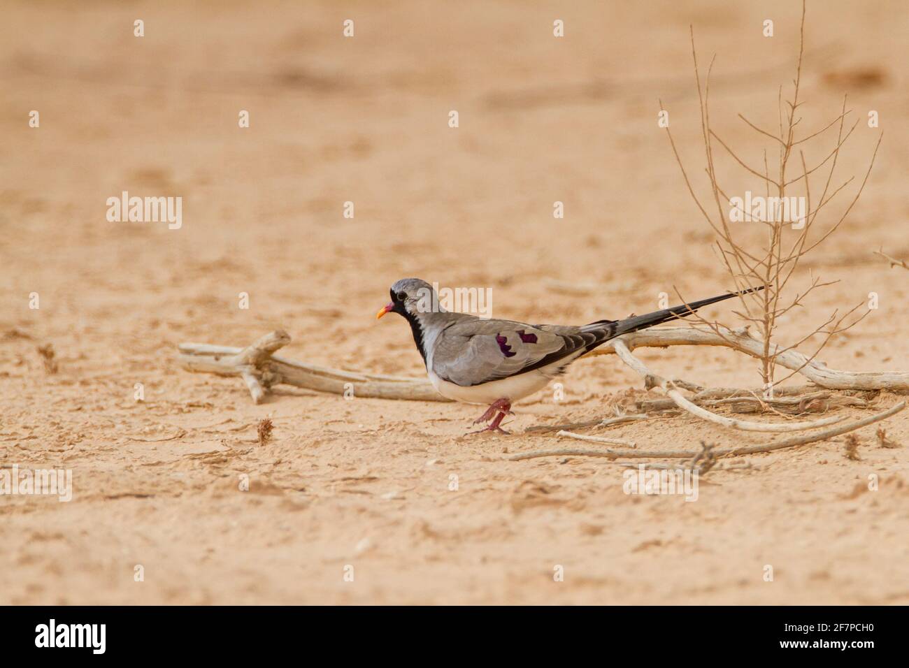Male Namaqua dove (Oena capensis) The males have yellow and red beaks ...