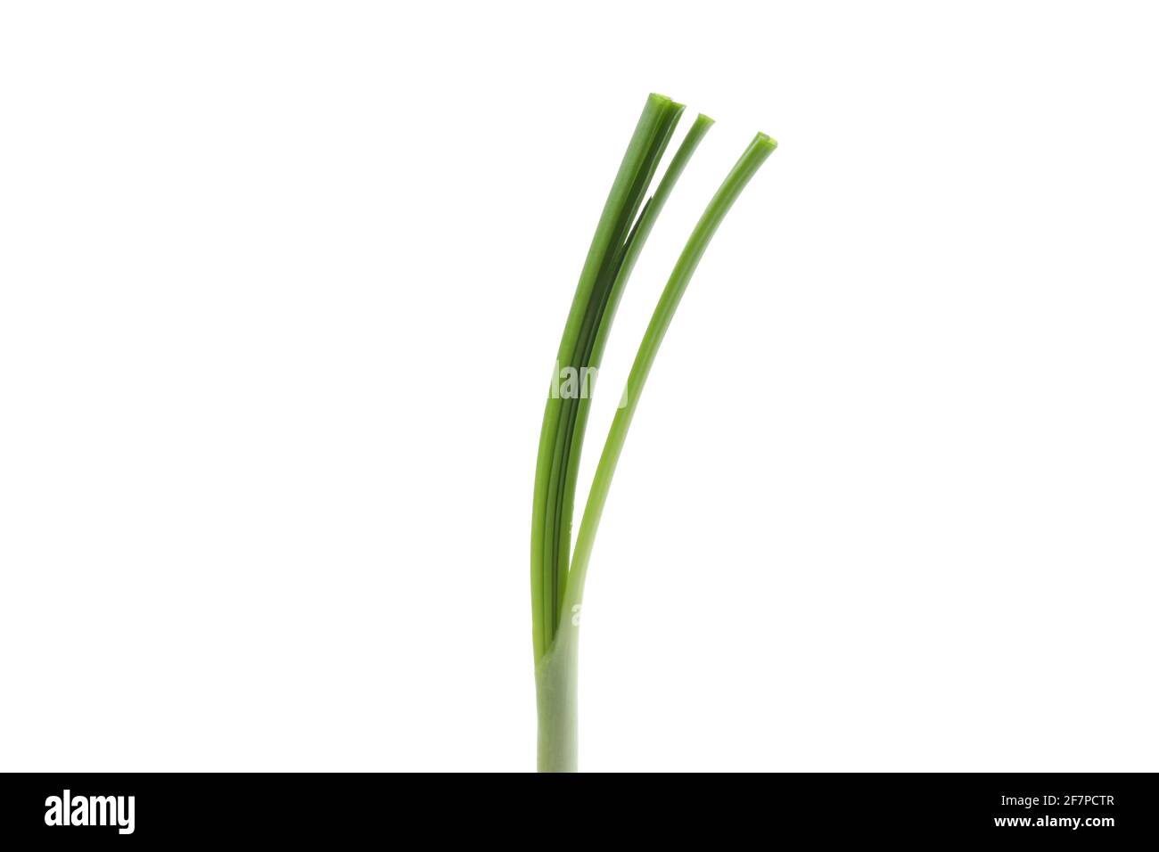 Fresh green onion isolated on white background Stock Photo - Alamy