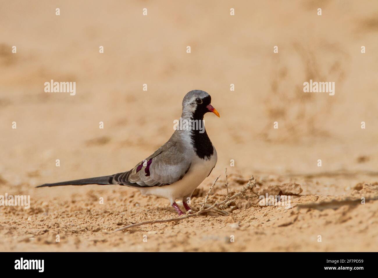 Male Namaqua dove (Oena capensis) The males have yellow and red beaks ...