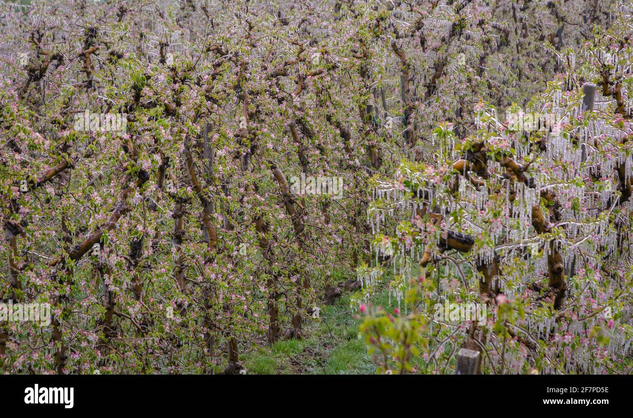 Apple flowers covered with a sparkling layer of ice. Ice stalactites on ...