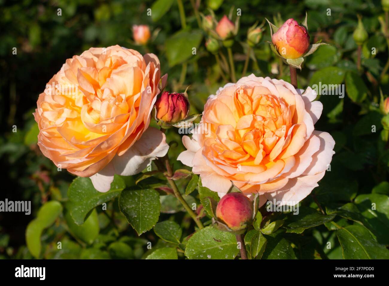 Rosa. The Lady Gardener Stock Photo - Alamy