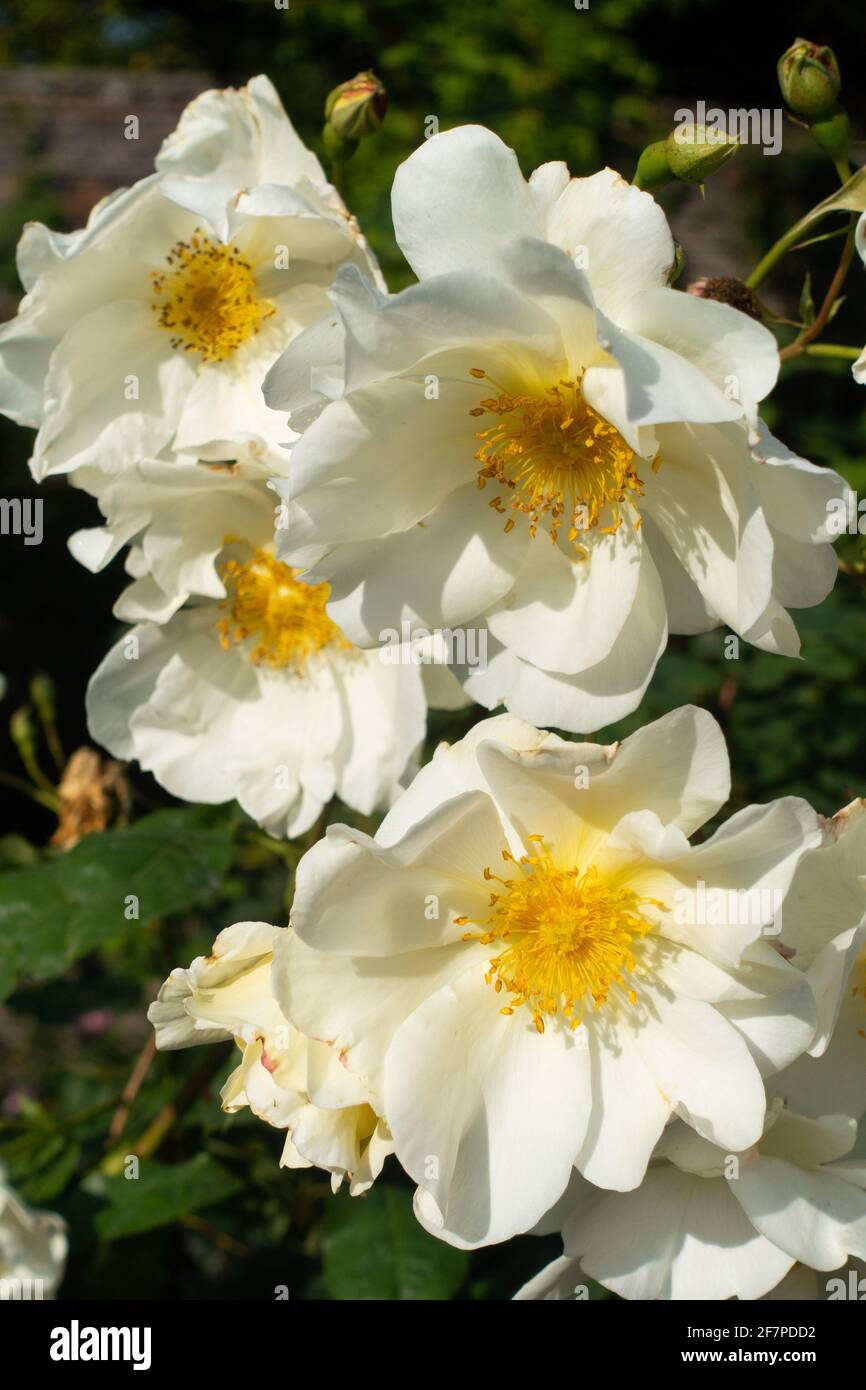 Windrush English Rose Stock Photo - Alamy