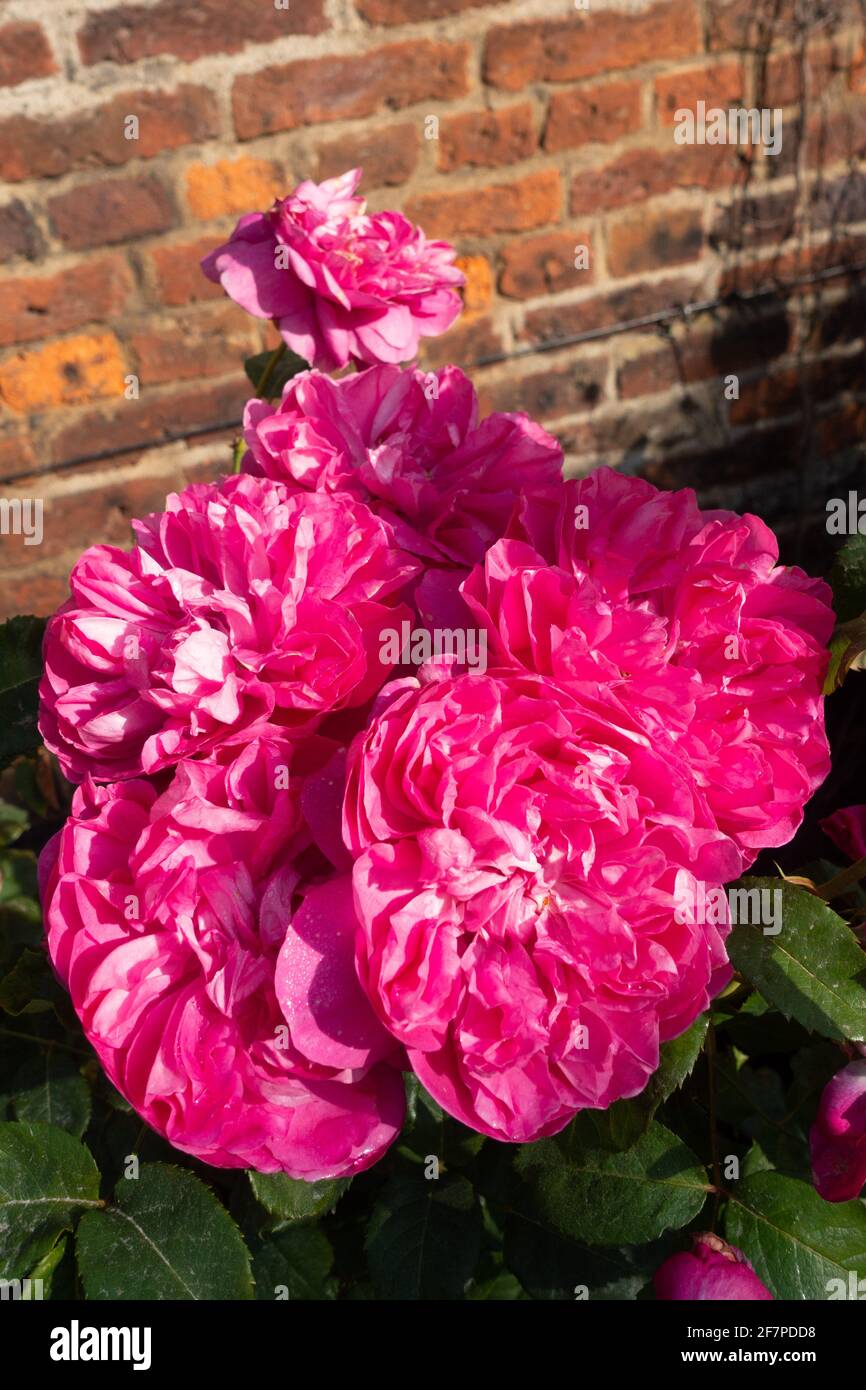Rosa james l austin hi-res stock photography and images - Alamy