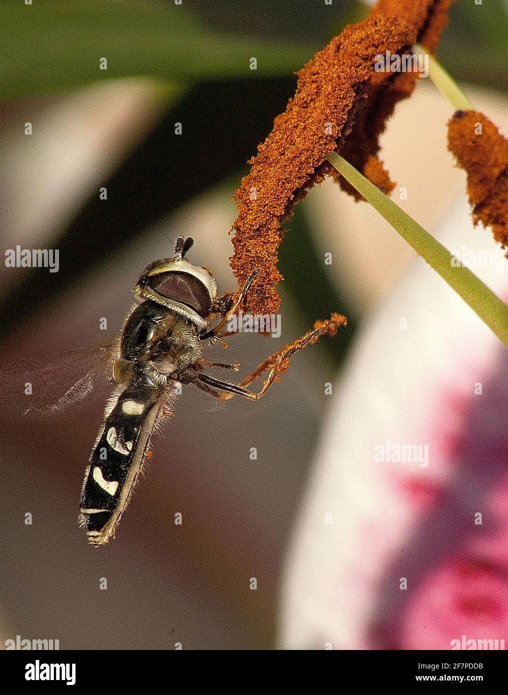 Gathering Pollen. So busy even legs are covered Stock Photo - Alamy