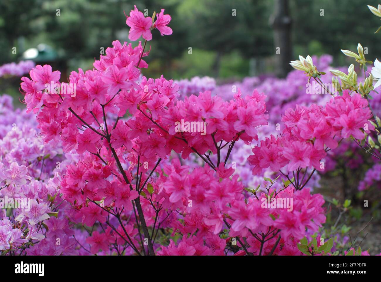 royal azalea blossom approaching as bright Stock Photo - Alamy