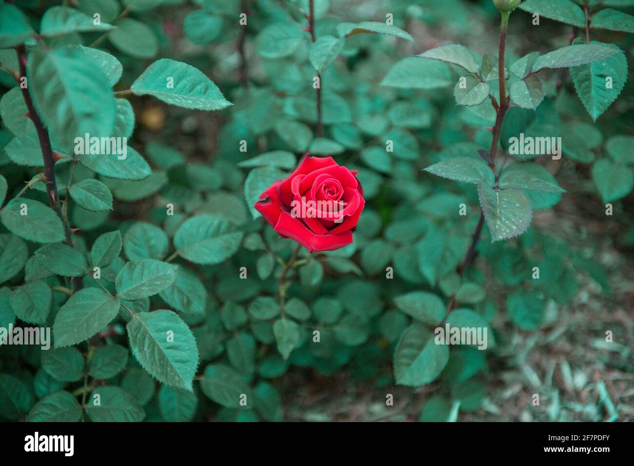 Your name is a rose Stock Photo - Alamy