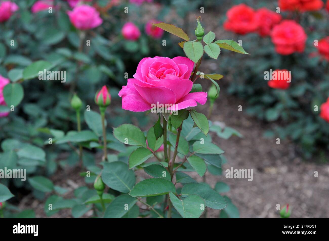 Your name is a rose Stock Photo - Alamy