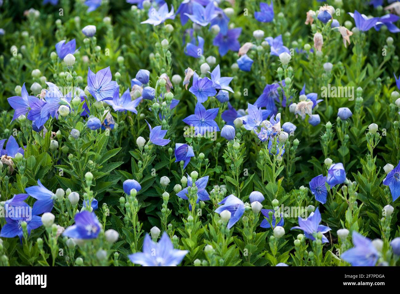 Bellflower has a beautiful violet flower Stock Photo - Alamy