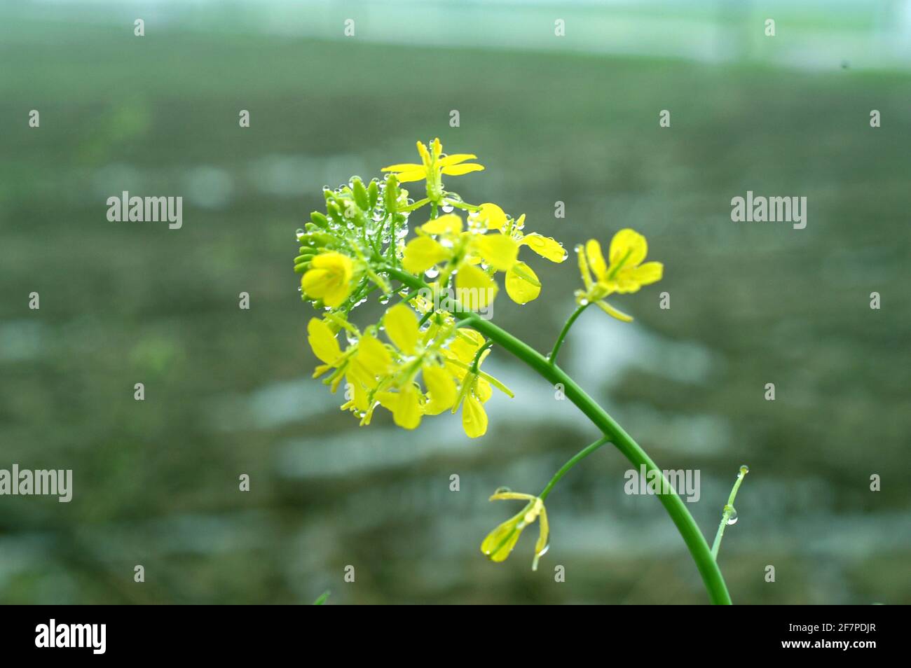 Flower of innocence hi-res stock photography and images - Alamy