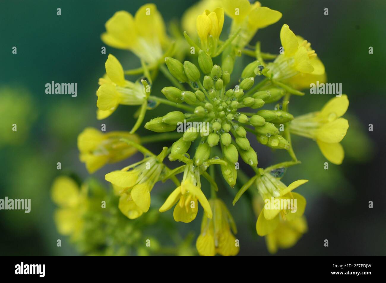 Flower of innocence hi-res stock photography and images - Alamy