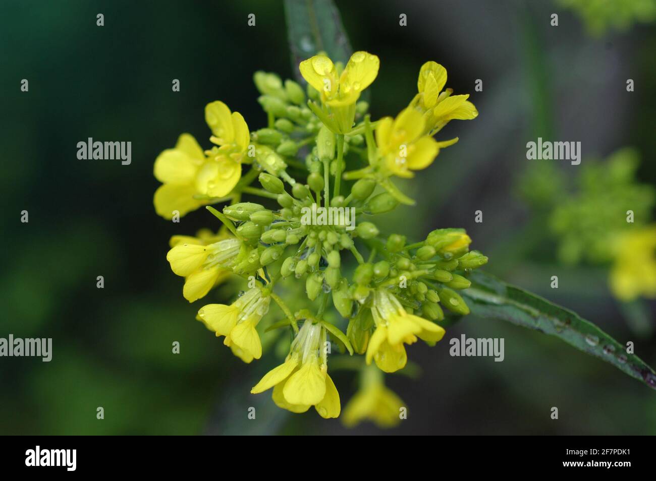 Flower of innocence hi-res stock photography and images - Alamy