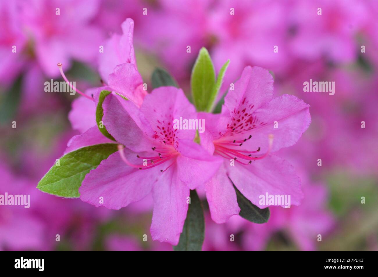 royal azalea blossom approaching as bright Stock Photo - Alamy