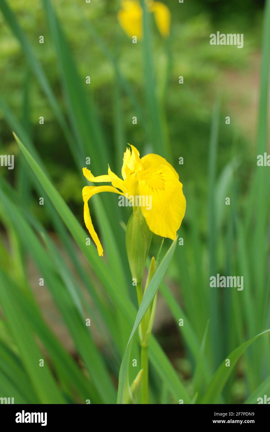 Drawing spring with yellow irises Stock Photo - Alamy