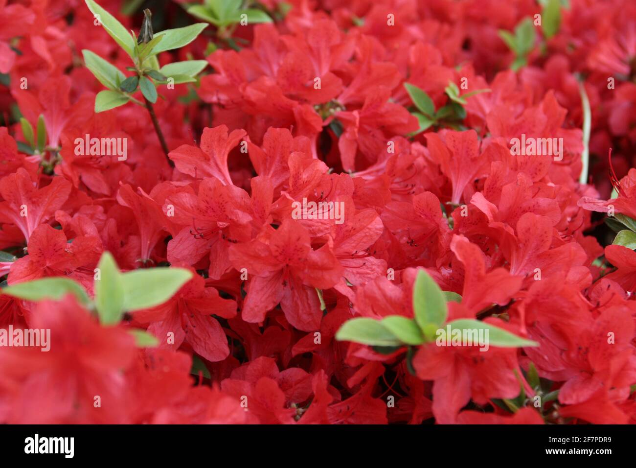 royal azalea blossom approaching as bright Stock Photo - Alamy