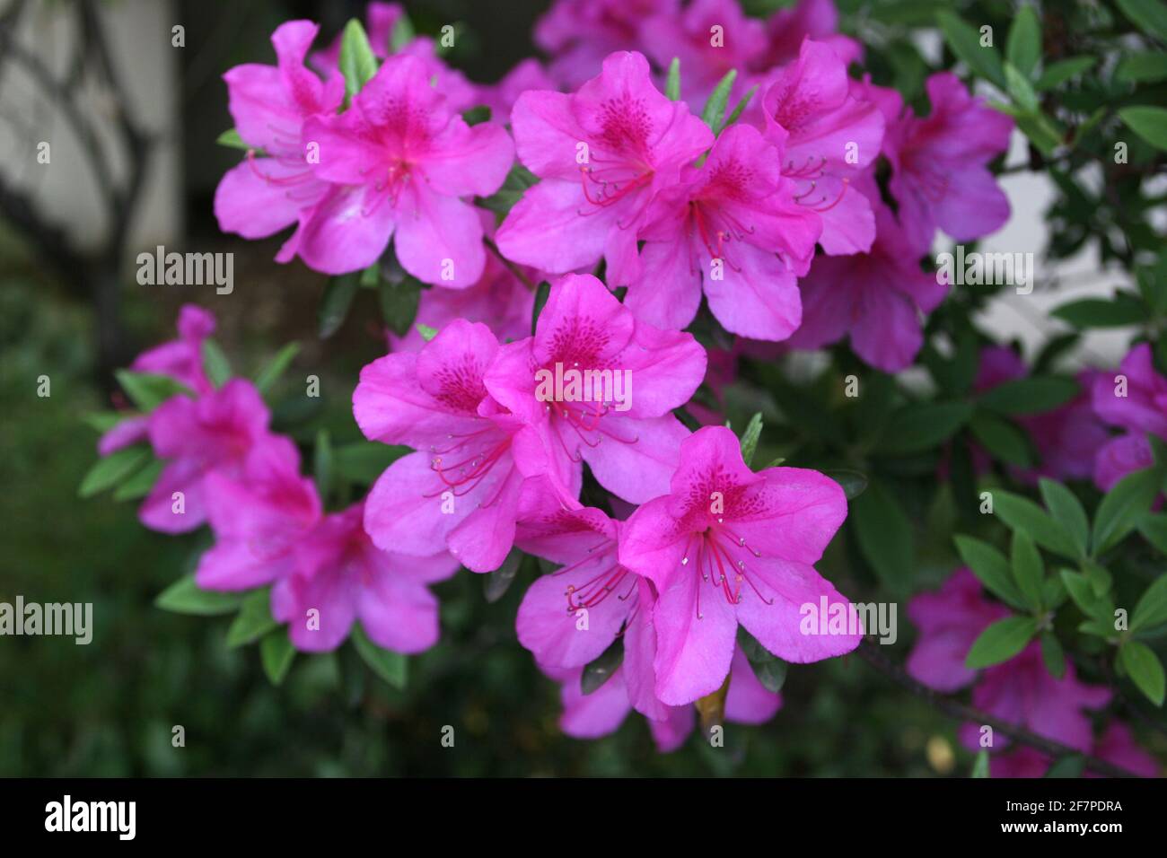 royal azalea blossom approaching as bright Stock Photo - Alamy