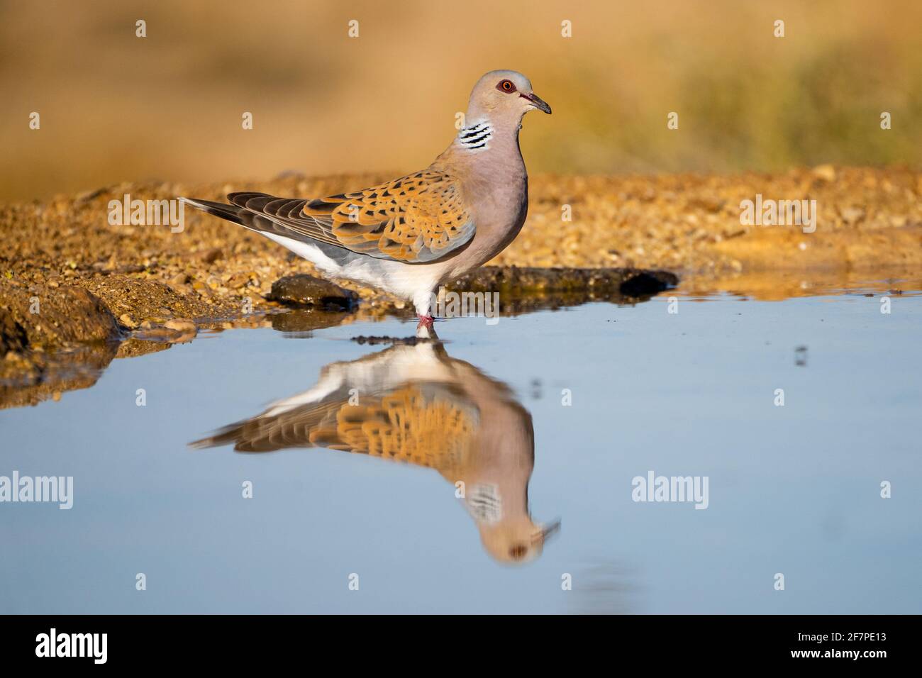 Turtle Dove (Streptopelia turtur) reflected in a water pool in the ...