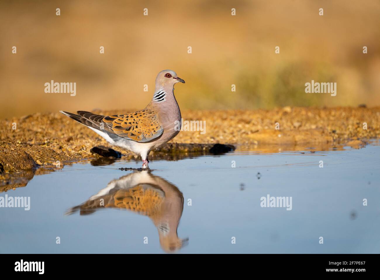 Turtle Dove (Streptopelia turtur) reflected in a water pool in the ...