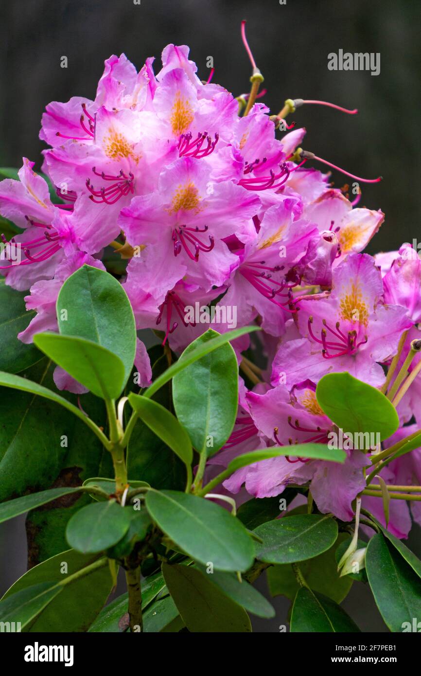 Beautiful lilac rhododendron flowers in the garden Stock Photo - Alamy