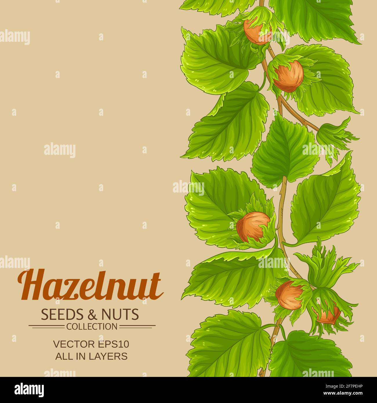 Which hazel Stock Vector Images - Alamy