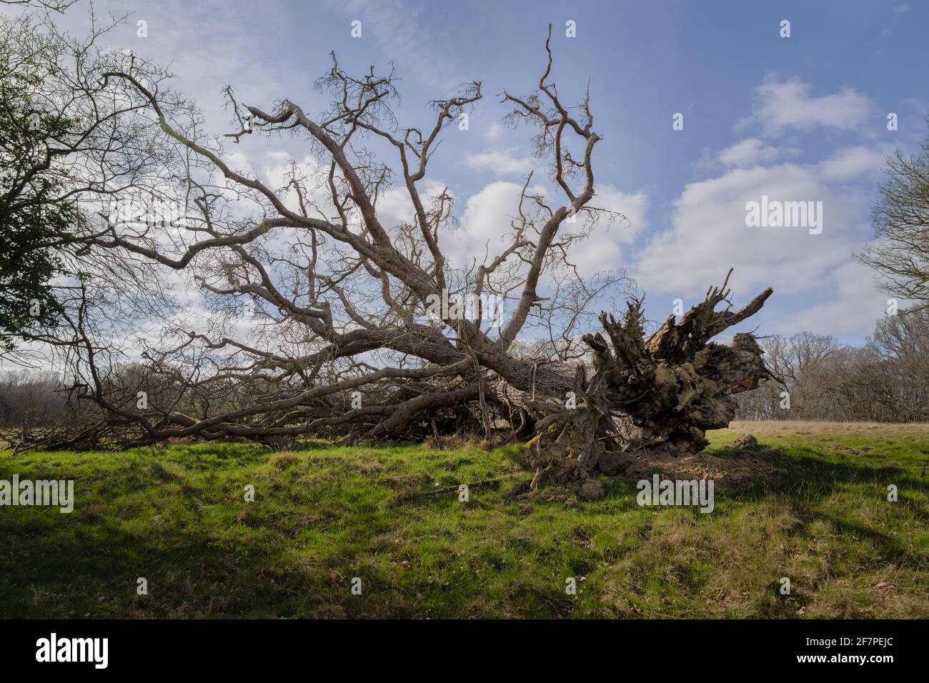 Big oak tree hi-res stock photography and images - Alamy