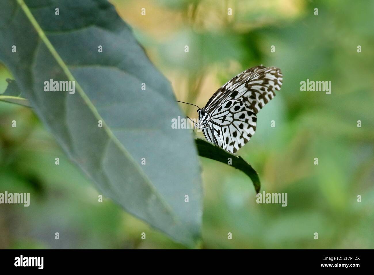 Malabar Tree Nymph Butterfly, Idea Malabarica, Kudremukh Wildlife ...