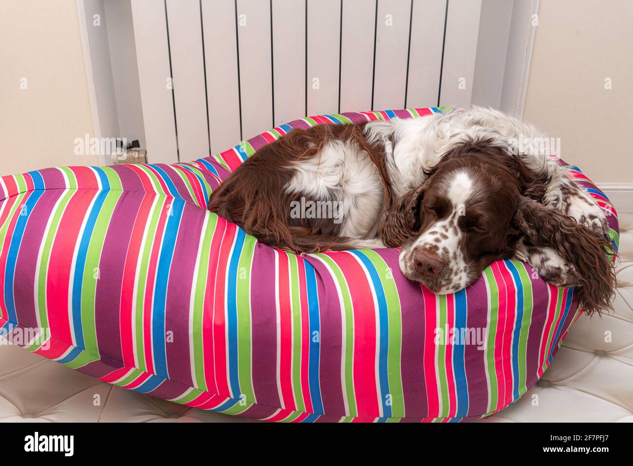Tired dog laying down hi-res stock photography and images - Alamy