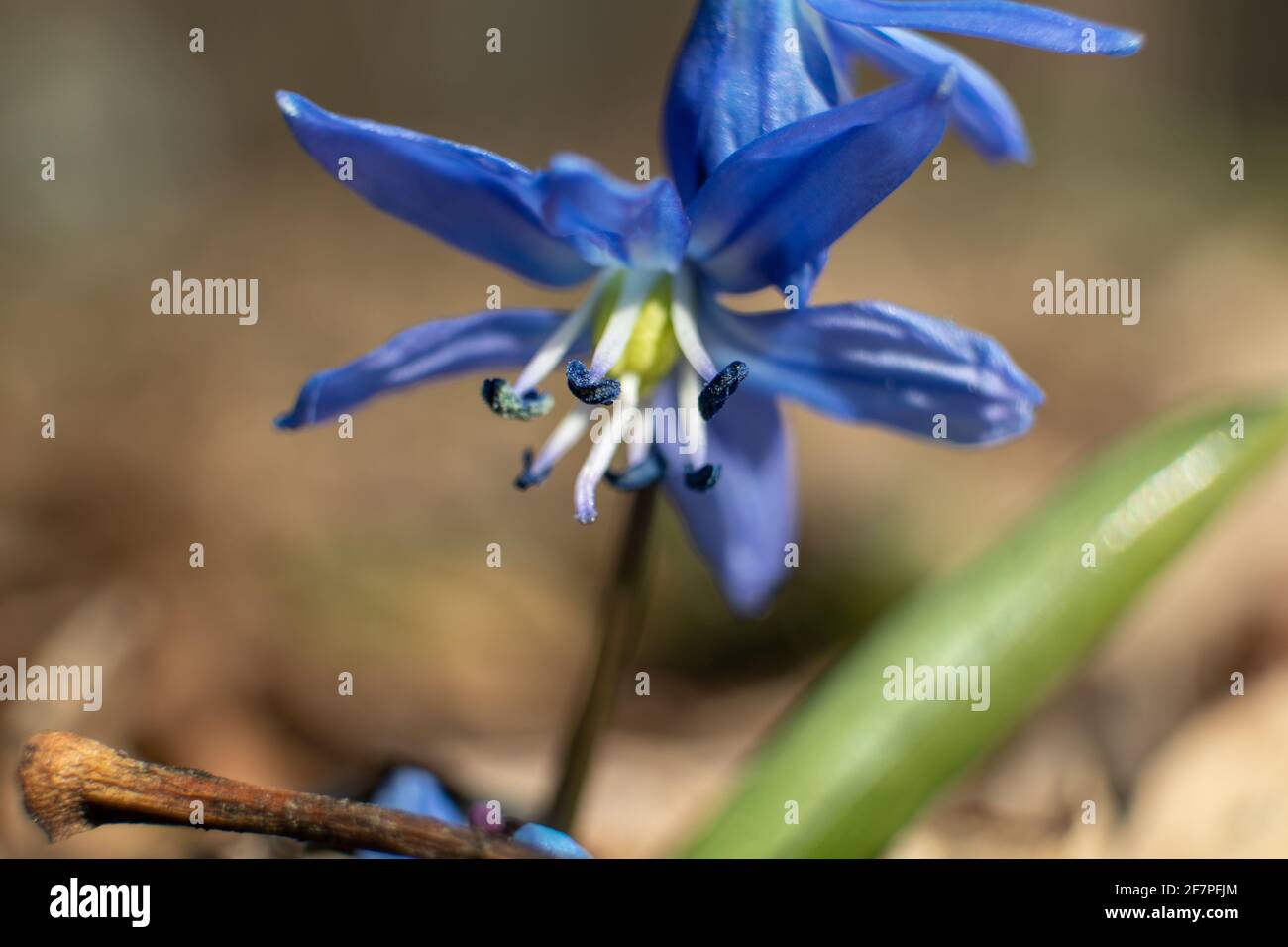 Blue scilla, squill macro. Snowdrops flowers blooming close-up with ...