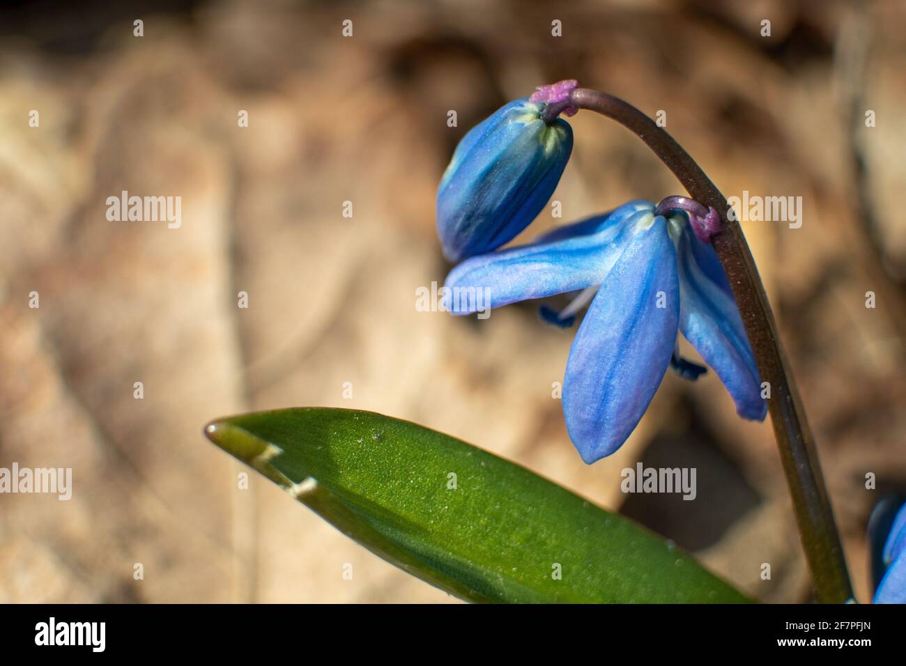 Blue scilla, squill macro with green leaf. Snowdrops flowers blooming ...