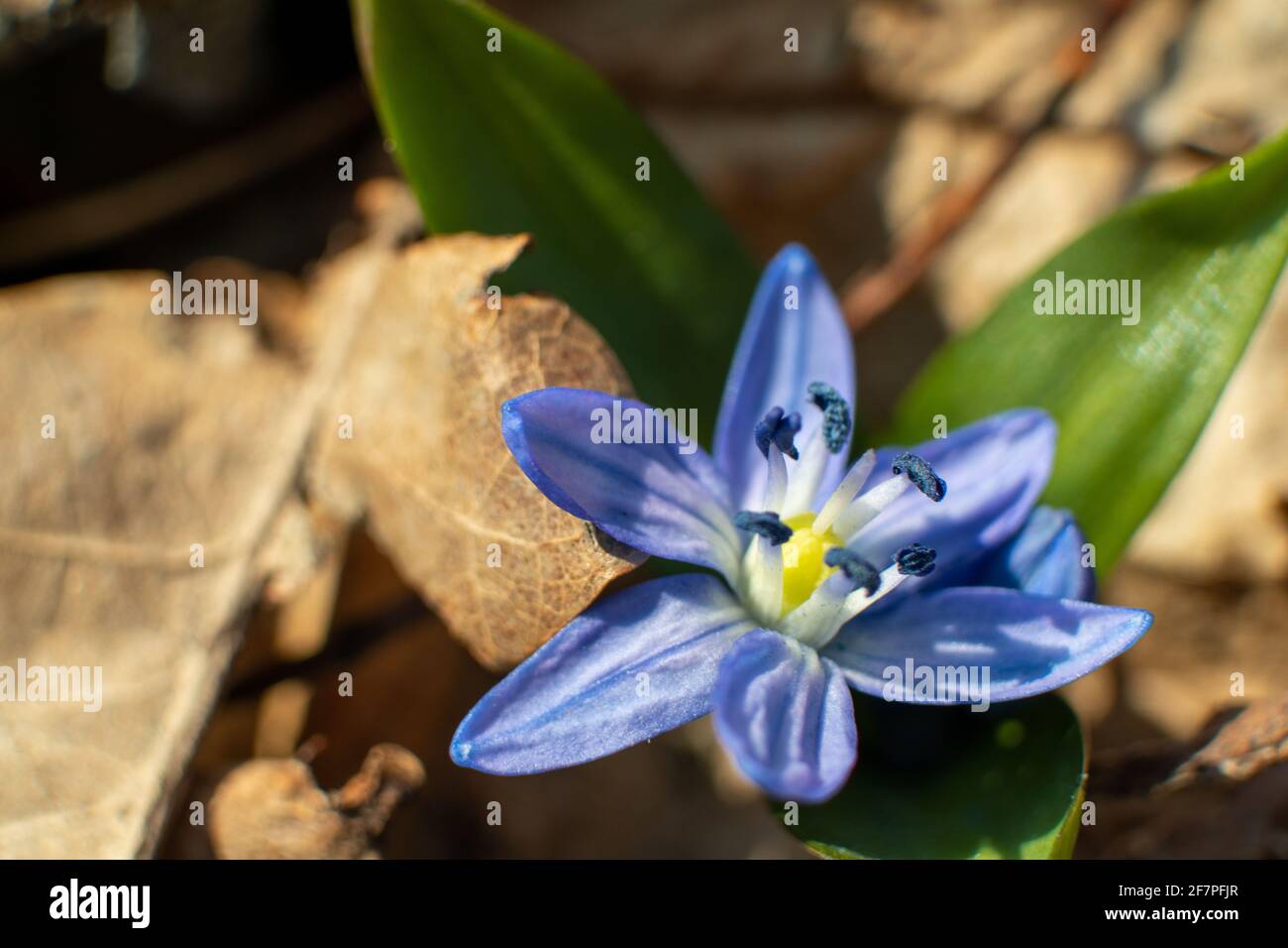 Blue scilla, squill macro. Snowdrops flowers blooming close-up in the ...