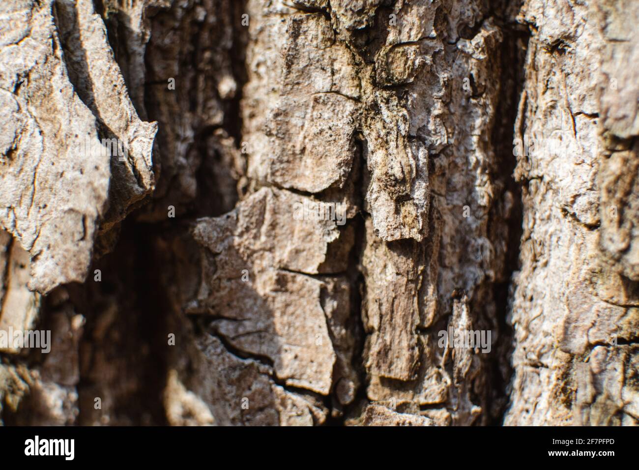 Tree bark texture macro view. Close-up sunny forest natural textured ...