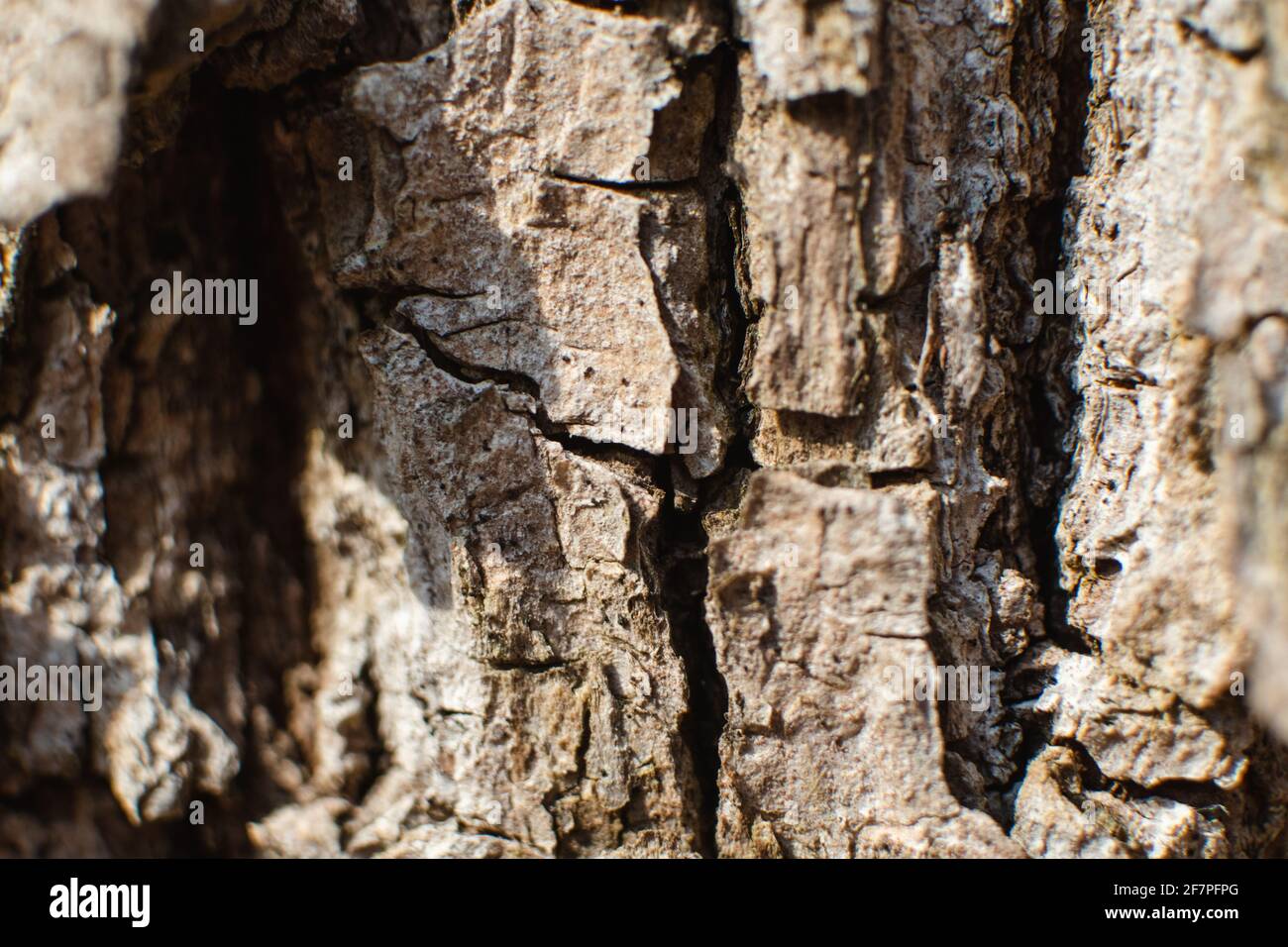 Tree bark texture macro view. Close-up sunny forest natural textured ...