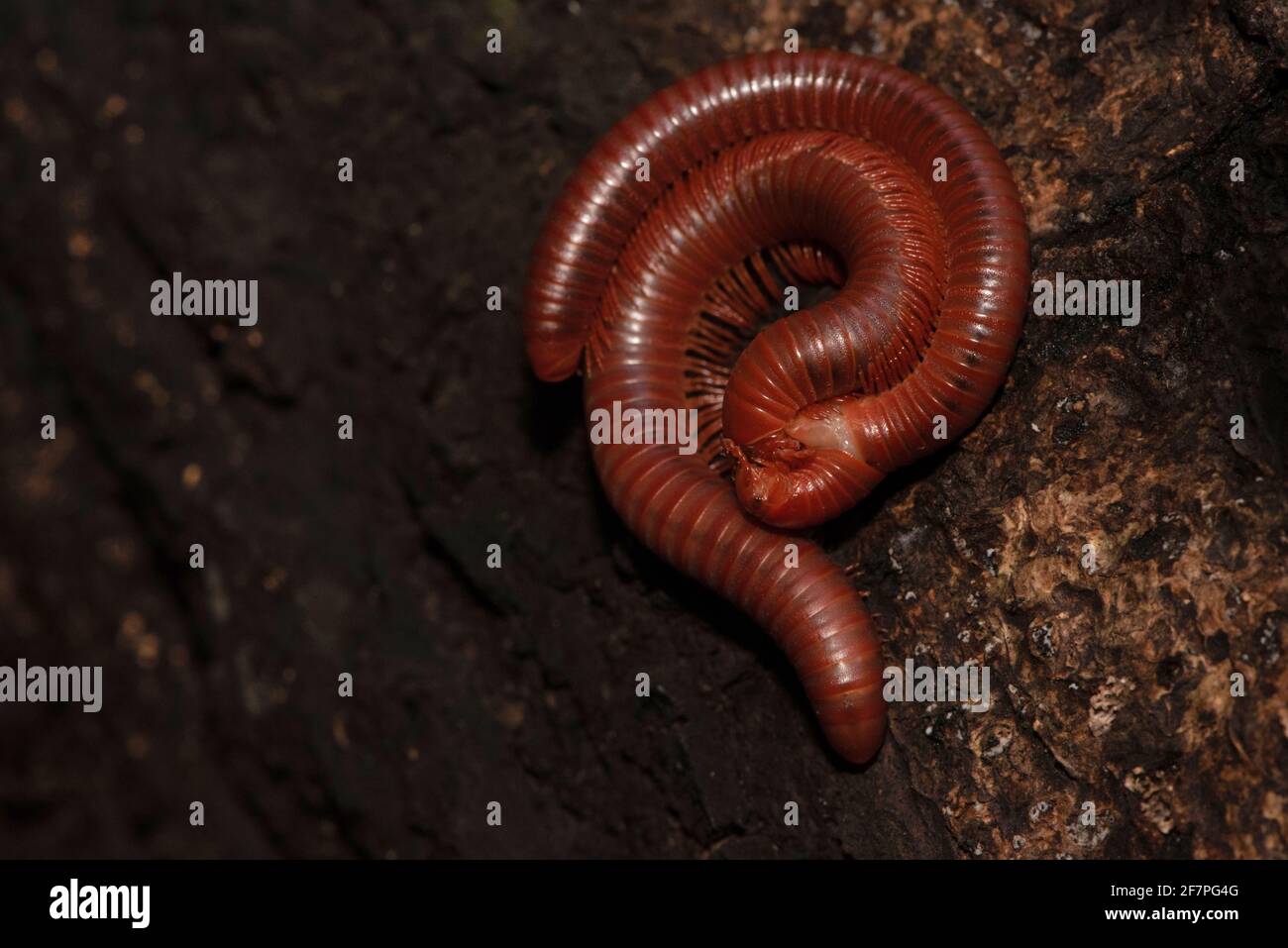 Mating of Rusty millipede or common Asian millipede, Trigoniulus ...