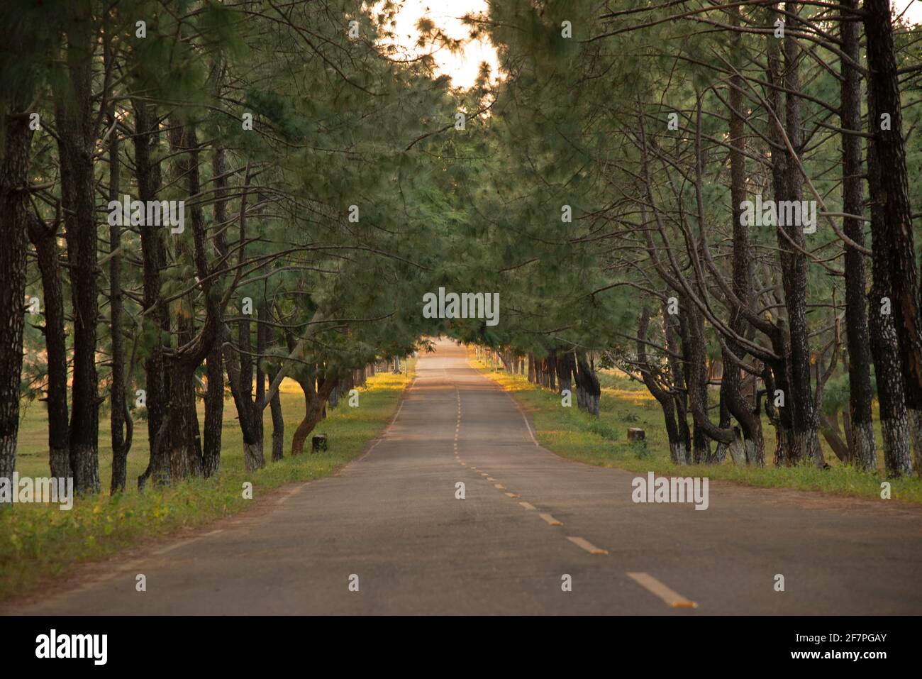 Netarhat hi-res stock photography and images - Alamy
