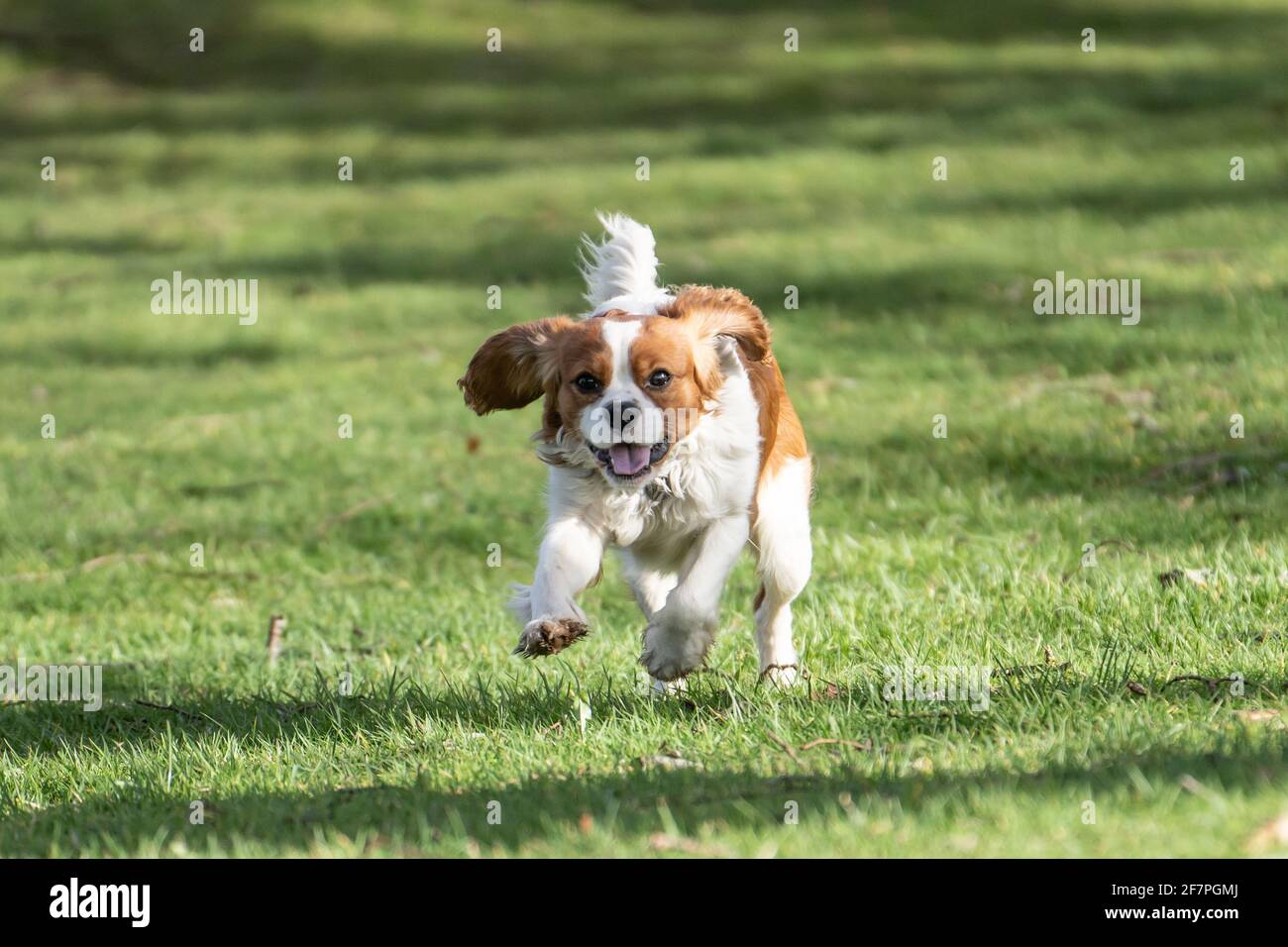Cavalier King Charles Spaniel dog running Stock Photo - Alamy